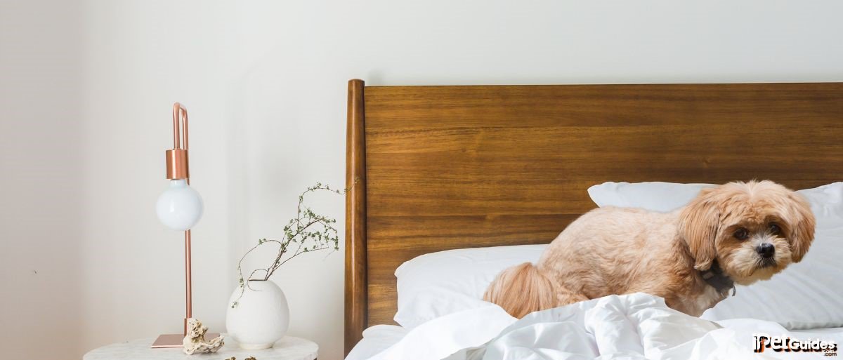 Why My Dog Poop On My Bed At Karen Rutherford Blog Why My Dog Poop On My Bed At Karen Rutherford Blog