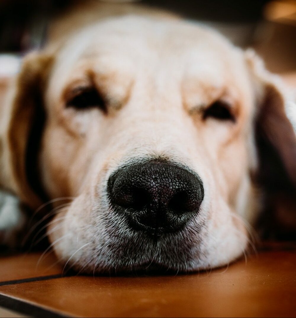 My Dog Nose is Warm: What Does it Mean? (Is It Normal?)