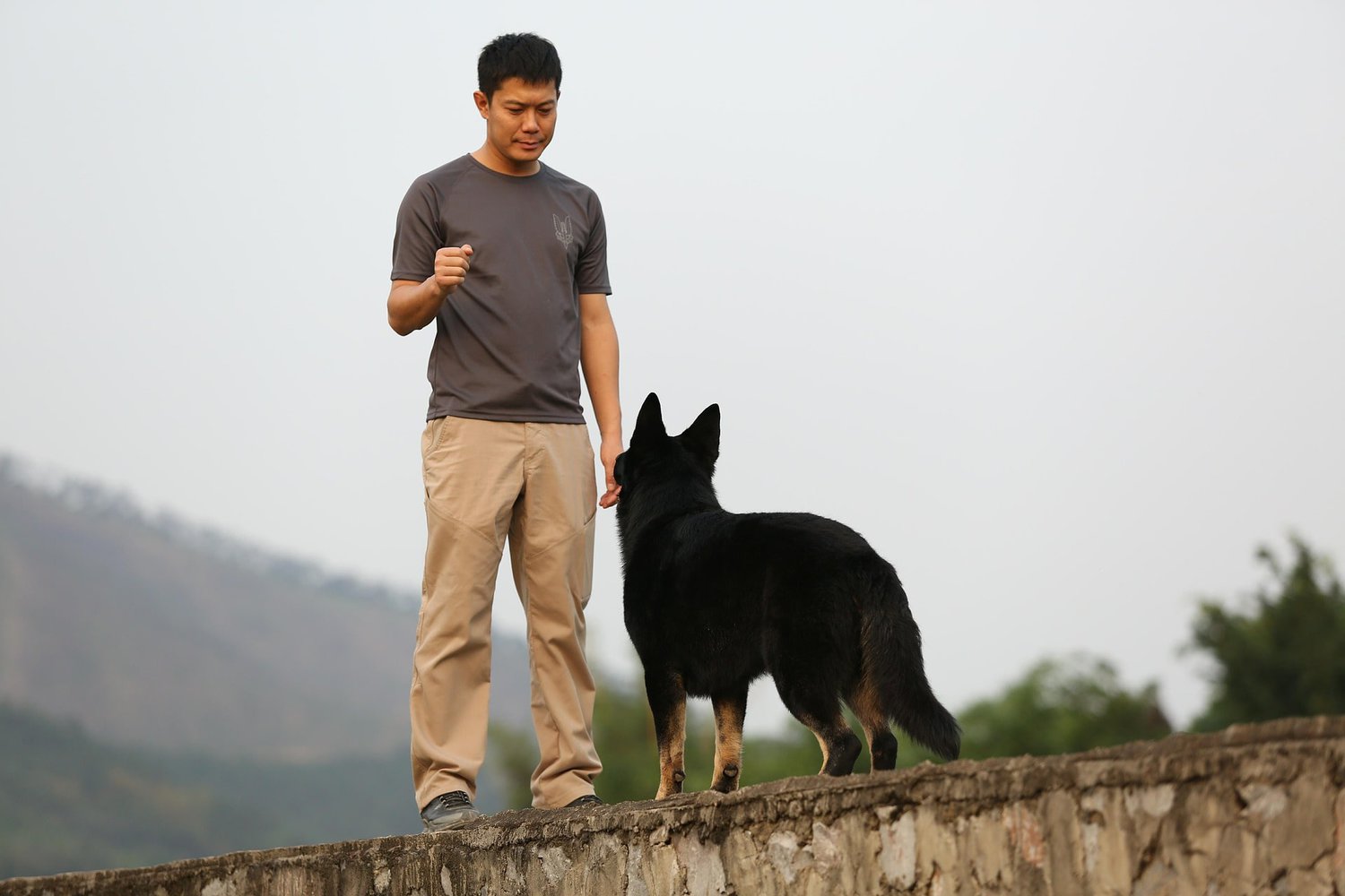 How Much Does Dog Training Cost? (2026 Pricing Guide)