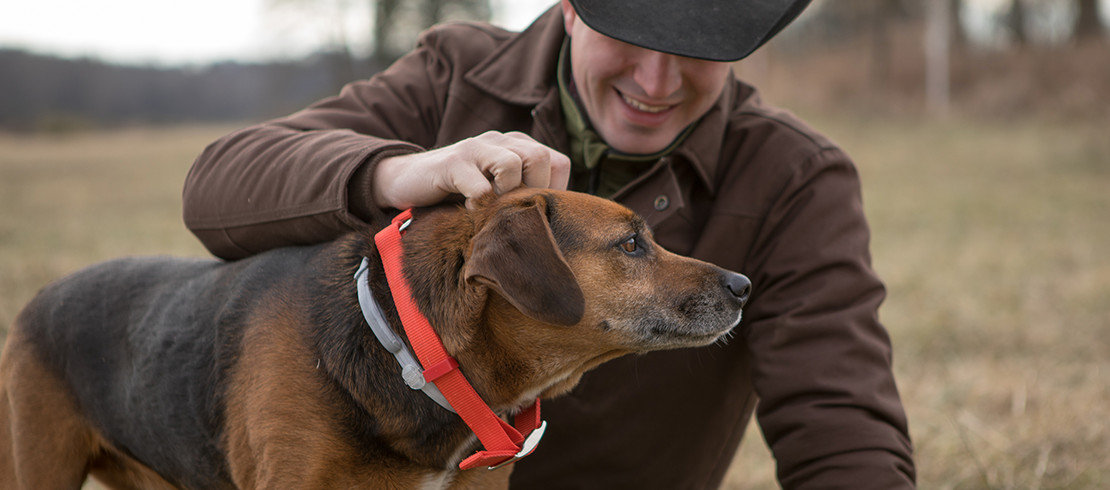 Top 8 Benefits of Training Collar: Why You Should Use it?