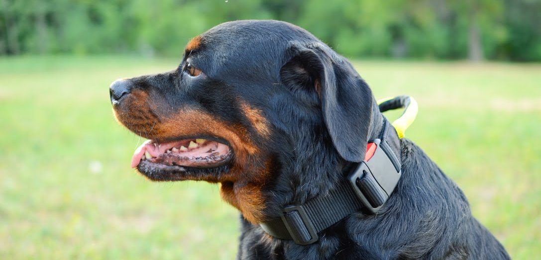10 Best Shock Collars for Rottweiler (That Actually Work)