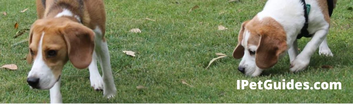 Top 10 Fun Outdoor Games for Dogs to Play in Your Backyard