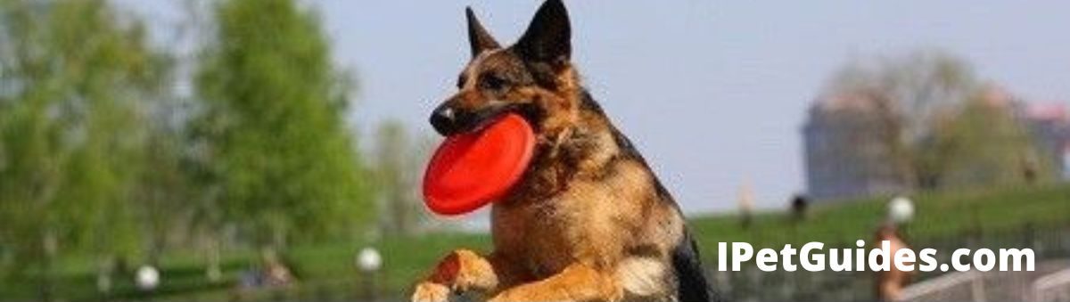 15 Best Fun & Engaging Games for German Shepherds to Play