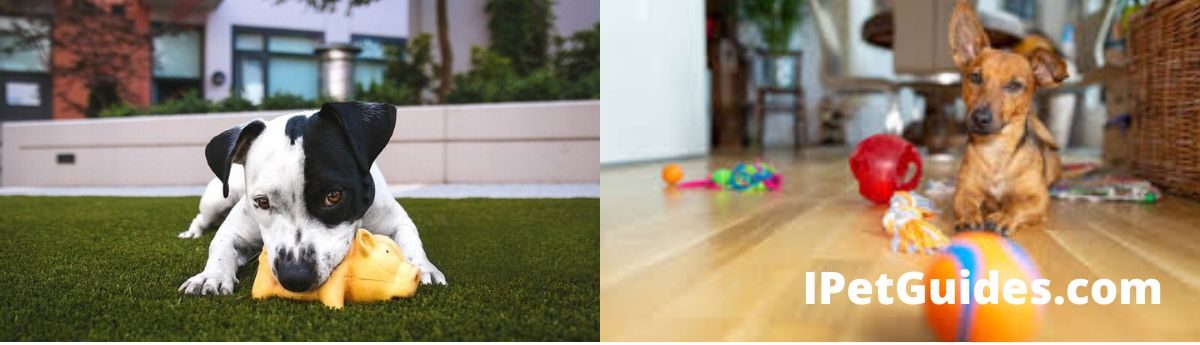 Top 10 Fun Outdoor Games for Dogs to Play in Your Backyard