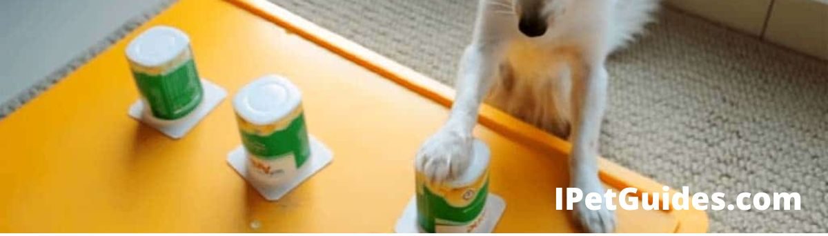 Top 8 Diy Dog Brain Games That Stimulate Your Dog Mentally