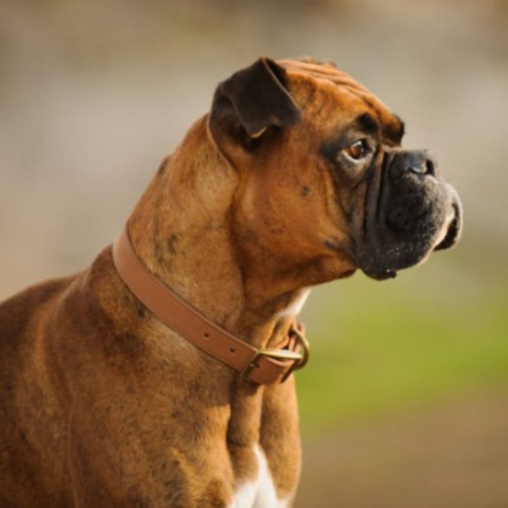 Top 15 Cheapest Dog Breeds in India (Budget Friendly Pups)