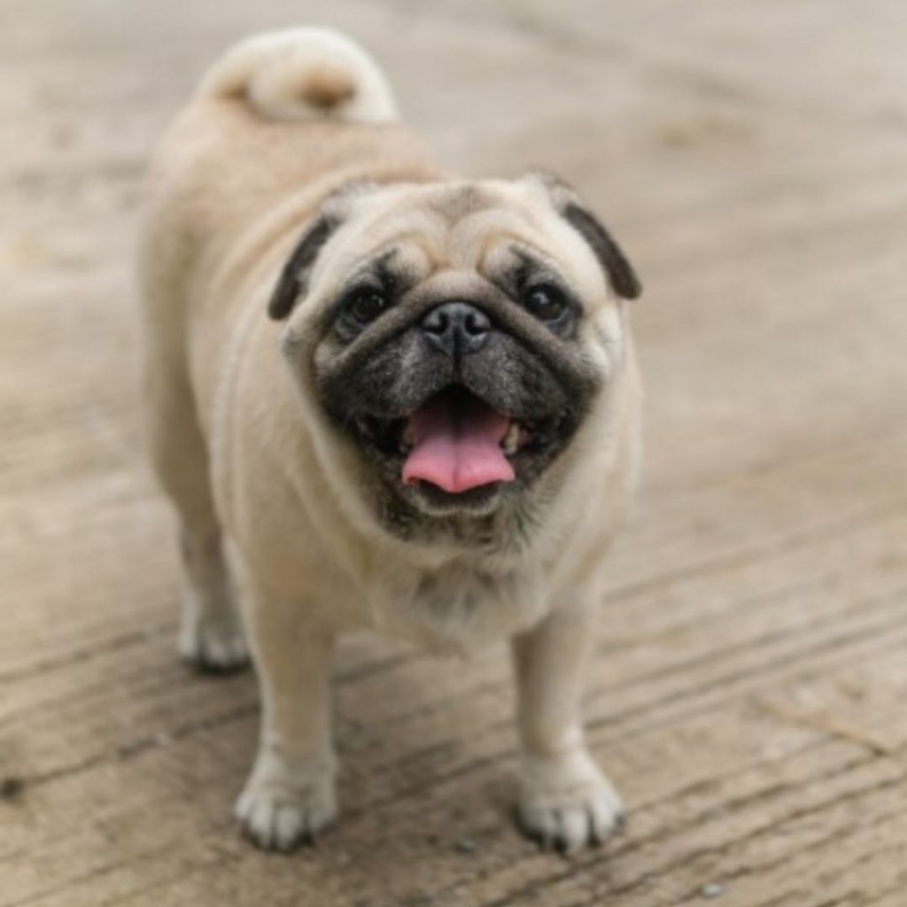 Top 15 Cheapest Dog Breeds in India (Budget Friendly Pups)