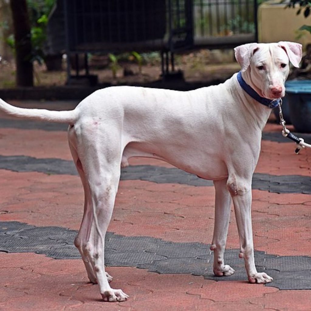 Top 15 Cheapest Dog Breeds in India (Budget Friendly Pups)