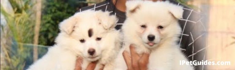 Indian Spitz Dog Breed: Temperament, Lifespan, Price & More