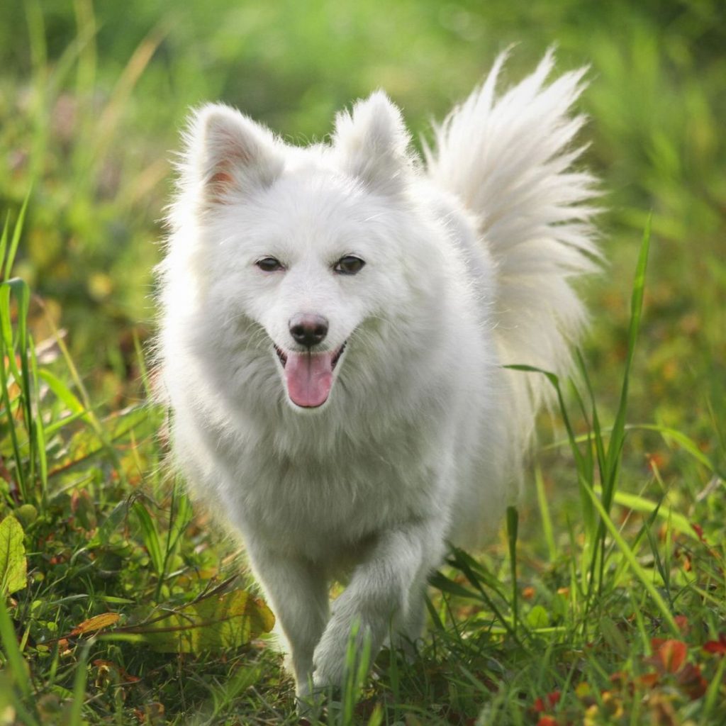 Indian Spitz Dog Breed: Temperament, Lifespan, Price & More