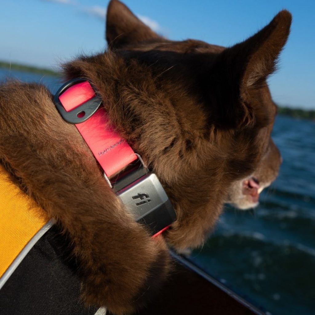 10 Best Dog GPS Trackers & Pet Tracking Devices [2026 Upd.]