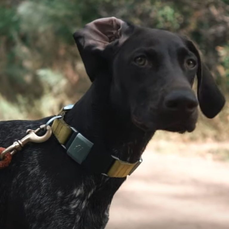 5 Best Airtag Dog Collars & Holders [2025 Updated Reviews]