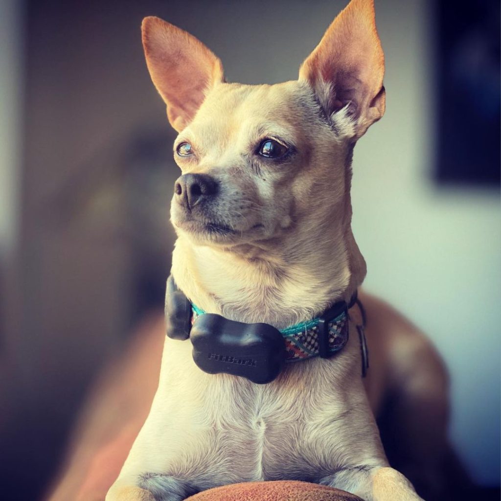 10 Best Dog GPS Trackers & Pet Tracking Devices [2025 Upd.]