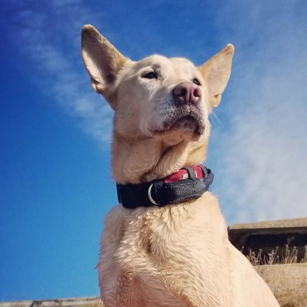 5 Best No Monthly Fee Dog GPS Trackers: Without Subscription