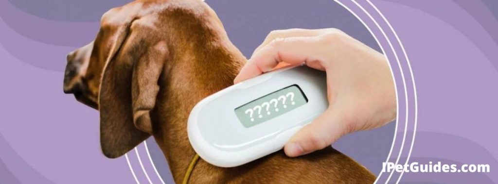 Read Pet Microchip: How to Scan a Dog Microchip With Phone?