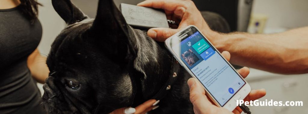 Read Pet Microchip: How to Scan a Dog Microchip With Phone?
