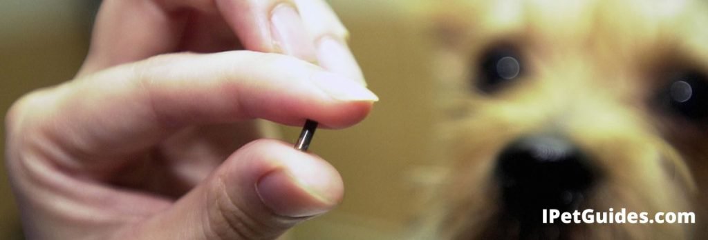 Read Pet Microchip: How to Scan a Dog Microchip With Phone?
