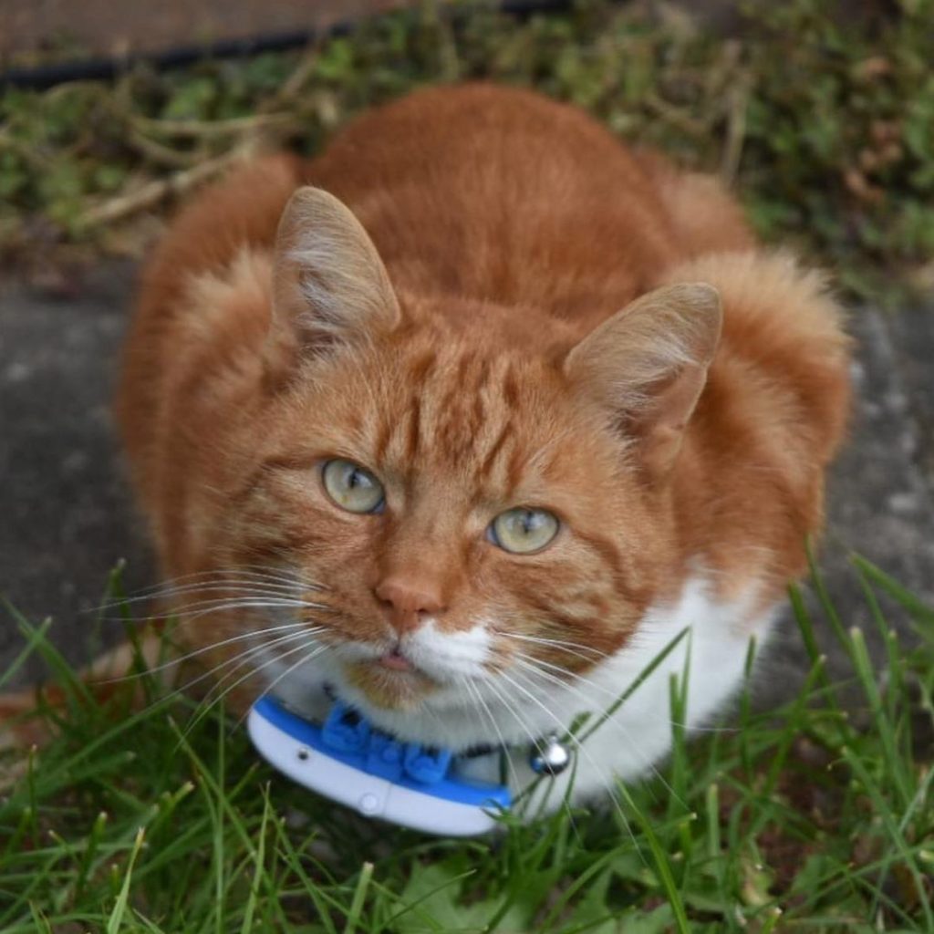 10 Best GPS Trackers & Collars for Cats [Reviewed in 2024]