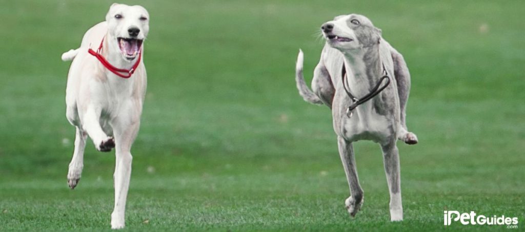 How Fast Can Dogs Run? The Average & Top Speed of a Dog