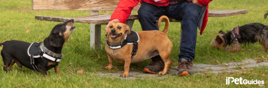 7 Best GPS Trackers for Small Dog Breeds [Reviewed in 2026]