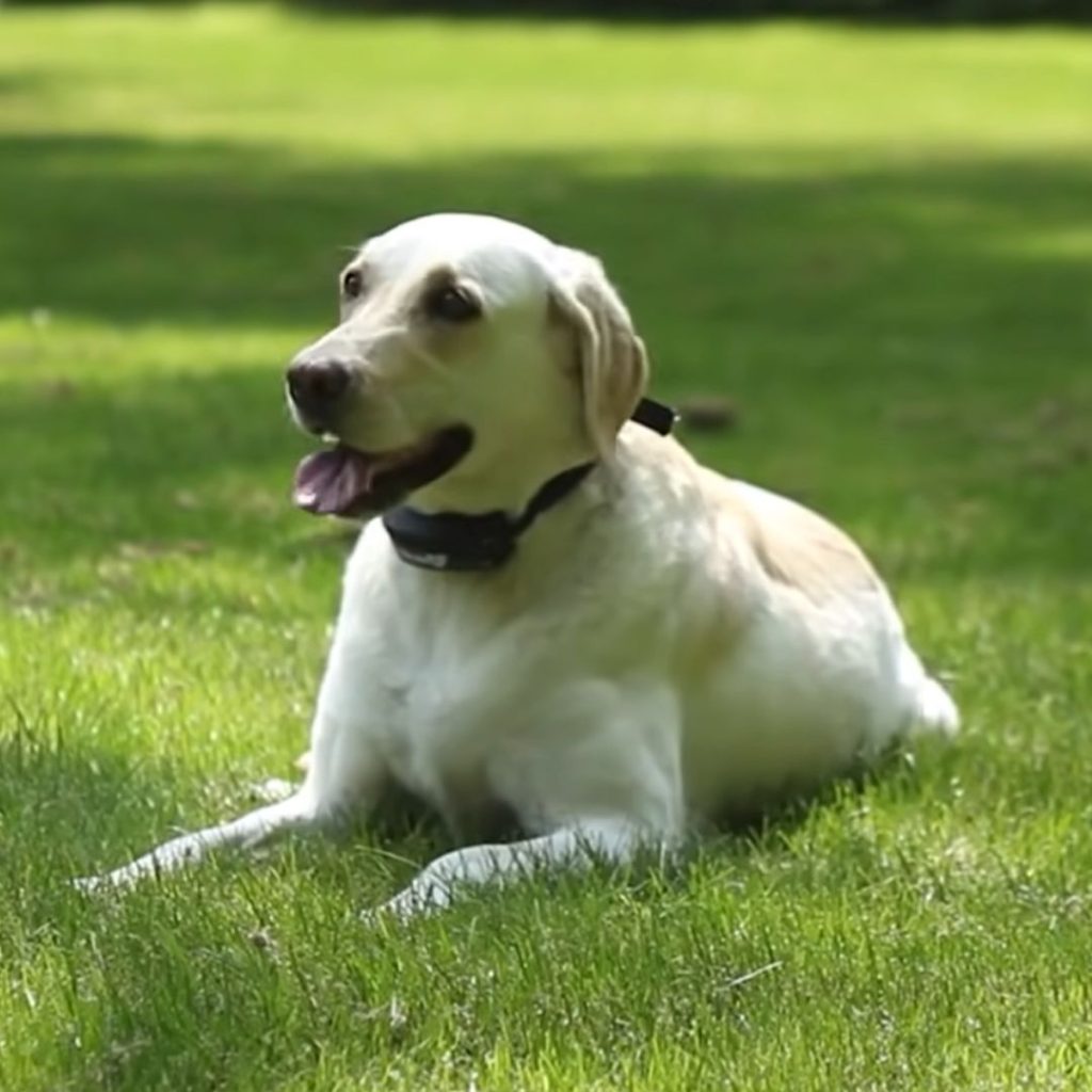 How Does Invisible Fences Work? (Explained for Beginners)