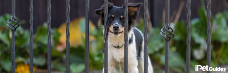 9 Different Types of Fences for Dogs (With Pros and Cons)