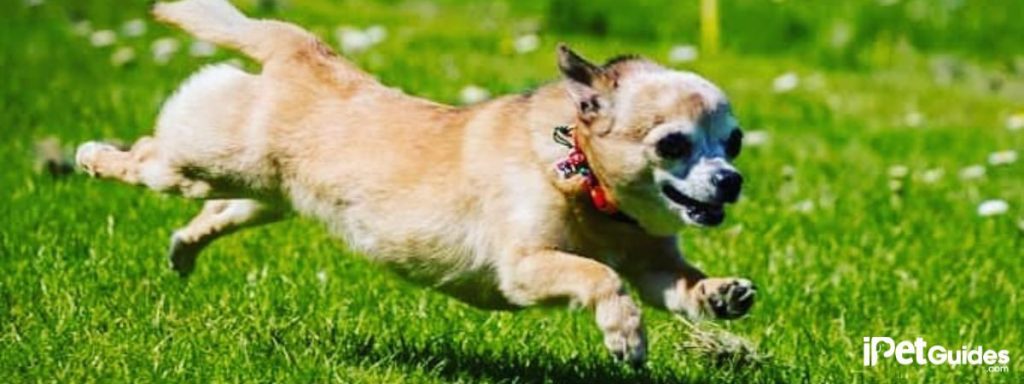 7 Best GPS Trackers for Small Dog Breeds [Reviewed in 2025]