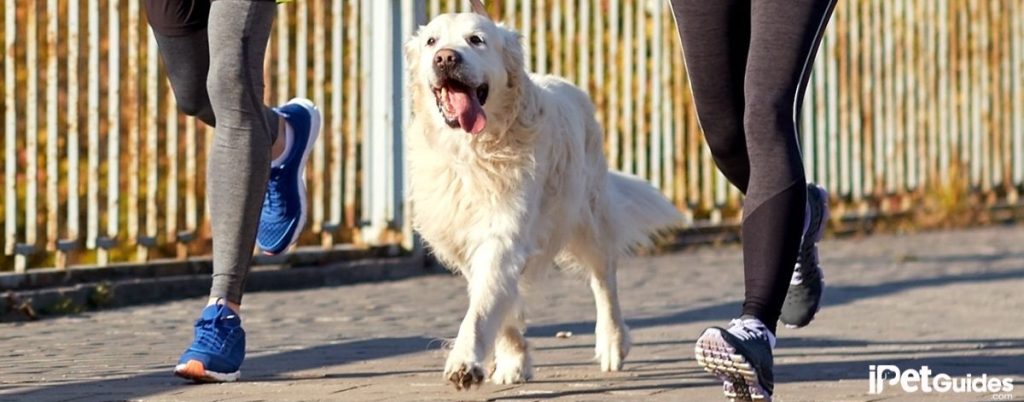 How Fast Can Dogs Run? The Average & Top Speed of a Dog