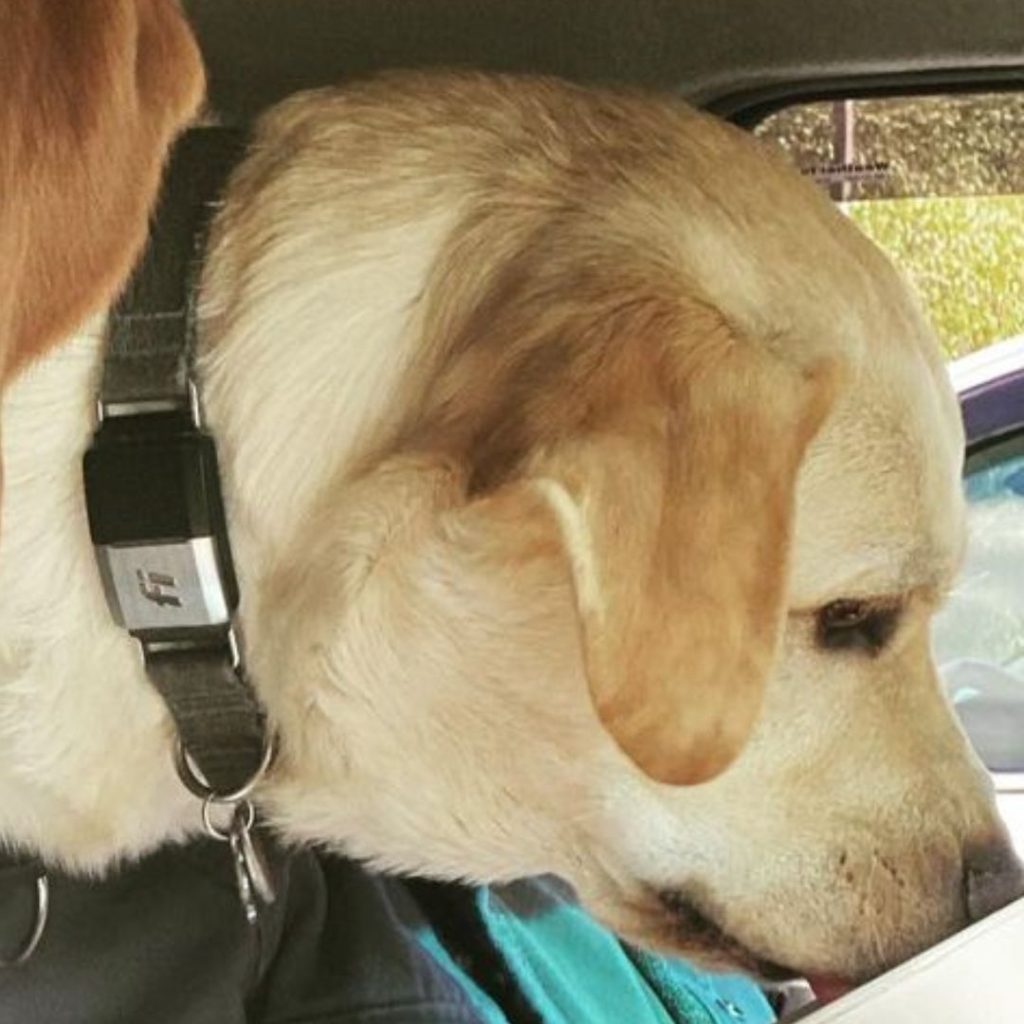 Fi Smart Dog Collar Review [2025 Upd.] The #1 GPS Tracker?