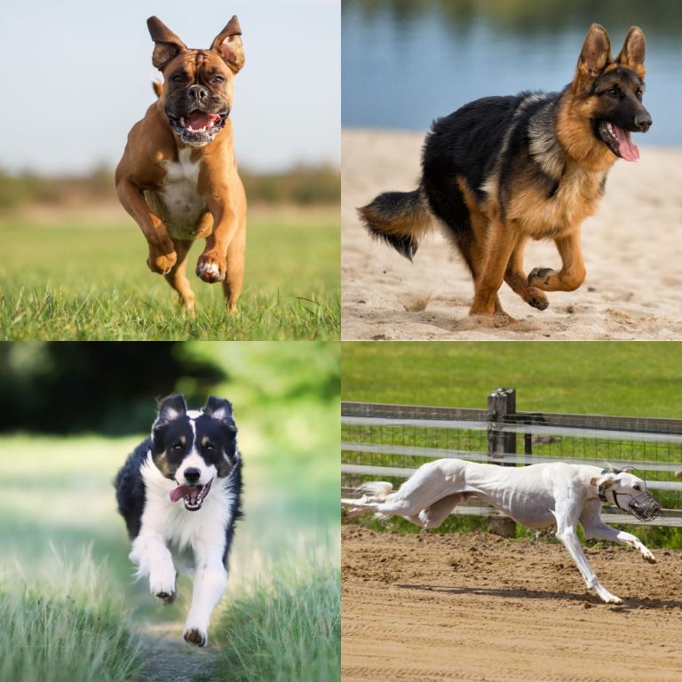 How Fast Can Dogs Run? The Average & Top Speed of a Dog