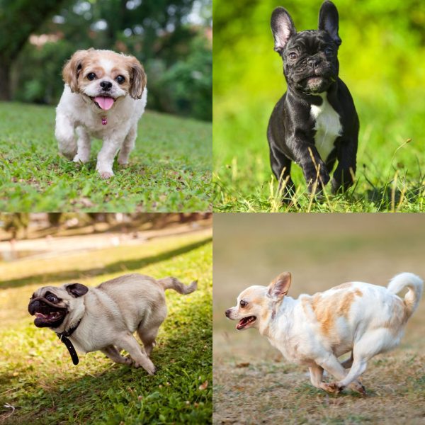 How Fast Can Dogs Run? The Average & Top Speed of a Dog