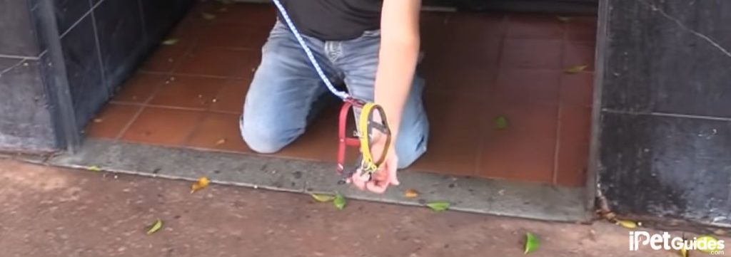 How to Make Invisible Dog Leash? (Step-By-Step Guide)
