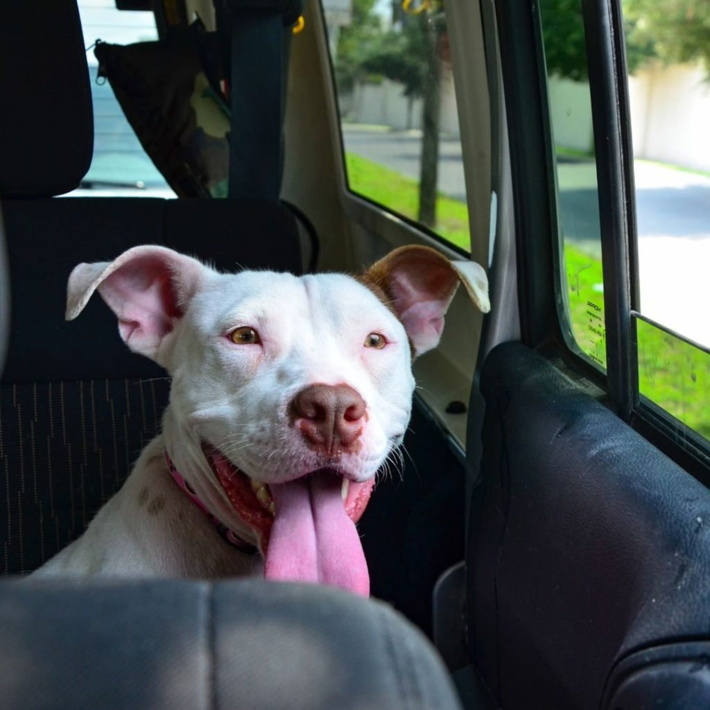 10 Dogs Safety Tips to Keep Them Safe (Pet Owners Must Know)