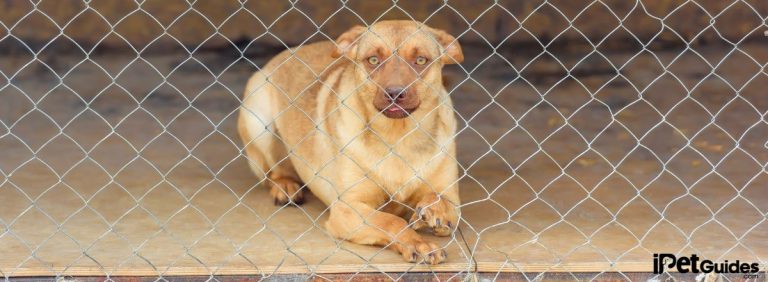 How to Choose the Right Dog Fence Wire? What to Look for?