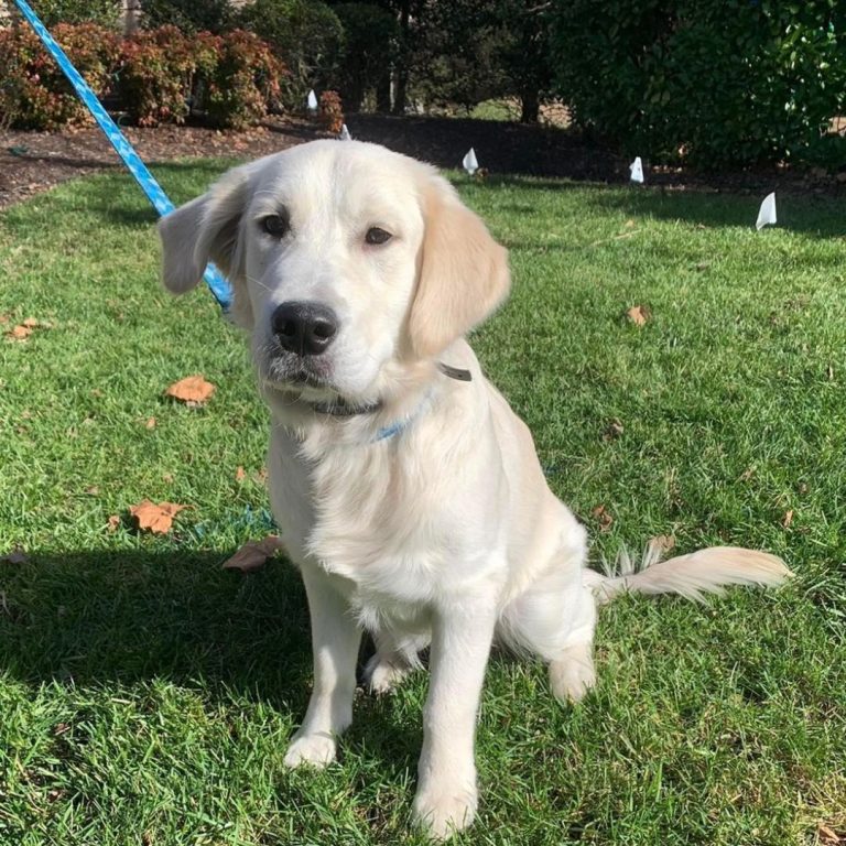 13 Best Wireless & Invisible Dog Fences [Updated in 2025]