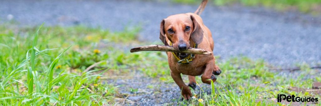 9 Best Dog Fitness & Activity Trackers [Tested in 2026]