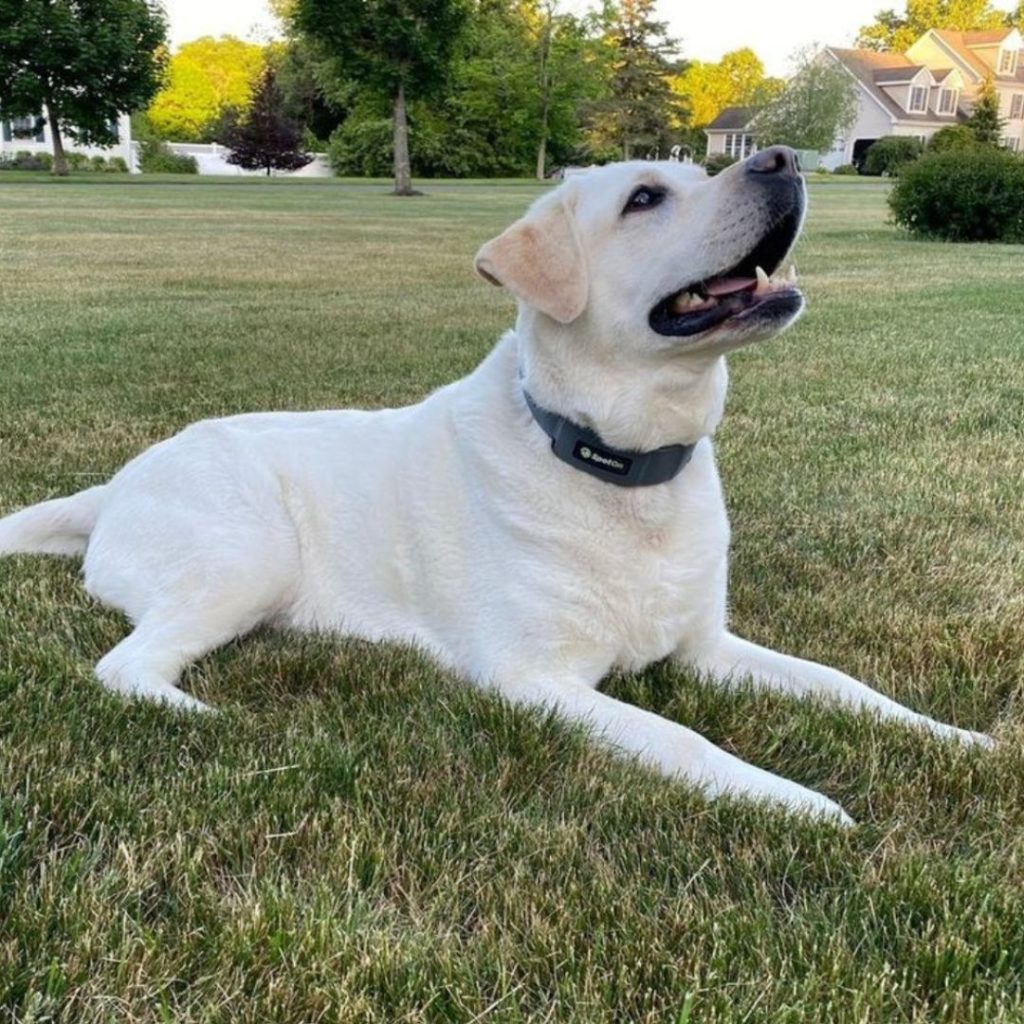 13 Best Wireless & Invisible Dog Fences [Updated in 2025]