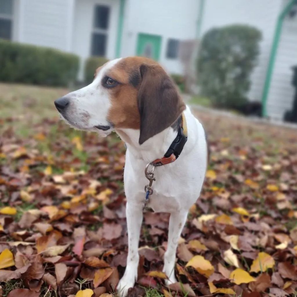 17 Best Outdoor Dog Breeds That Can Live Outside