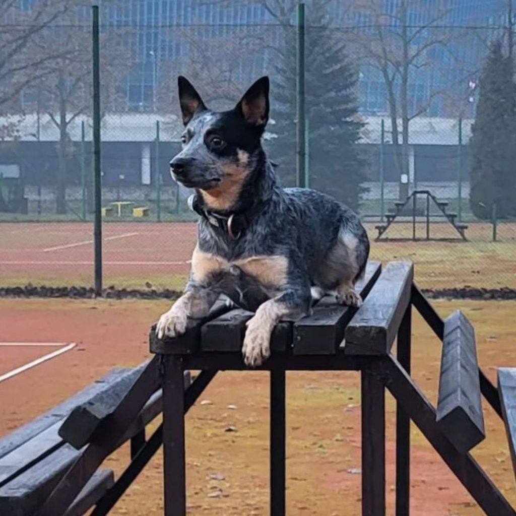 17 Best Outdoor Dog Breeds That Can Live Outside