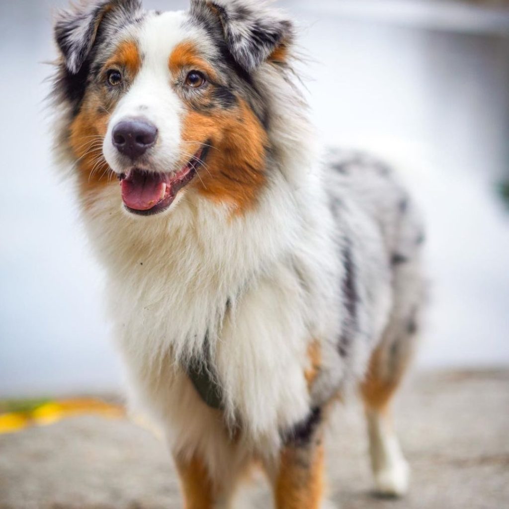 17 Best Outdoor Dog Breeds That Can Live Outside