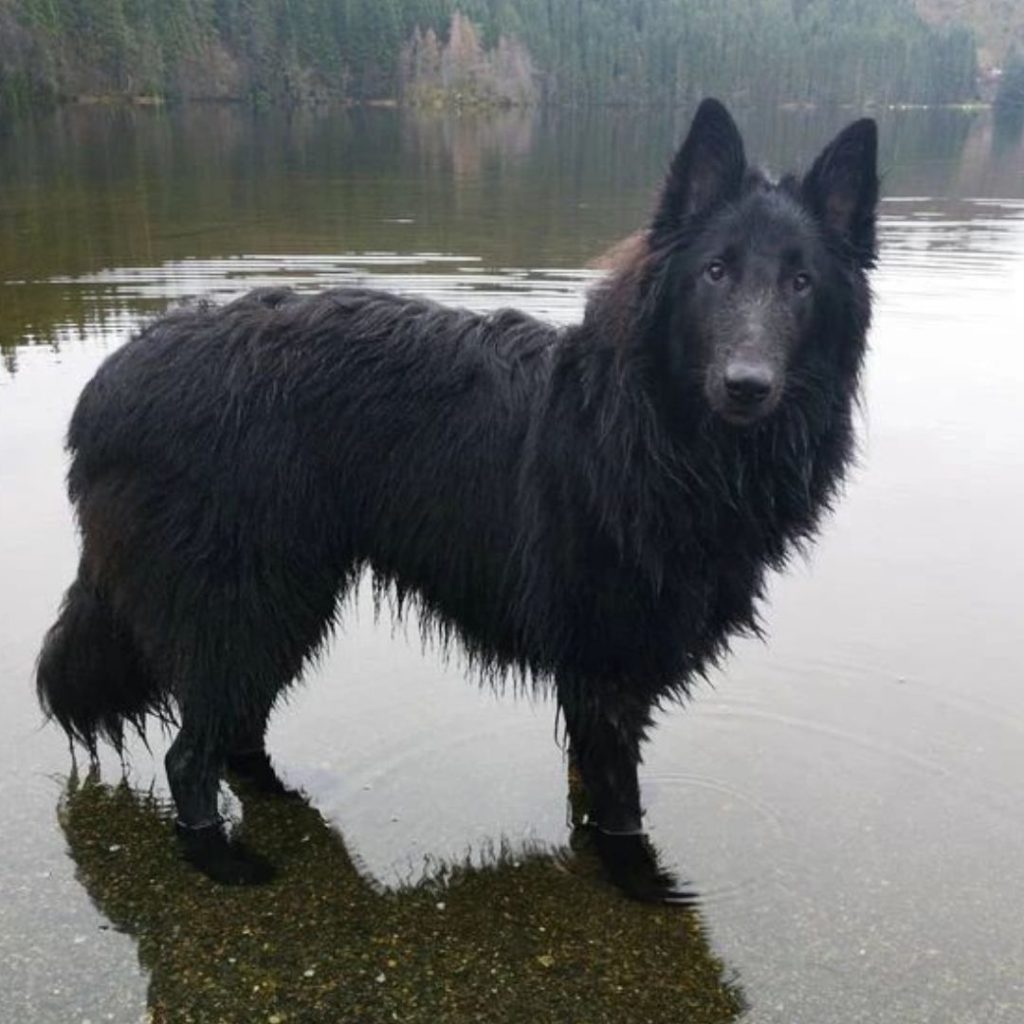 17 Best Outdoor Dog Breeds That Can Live Outside