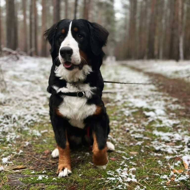 17 Best Outdoor Dog Breeds That Can Live Outside