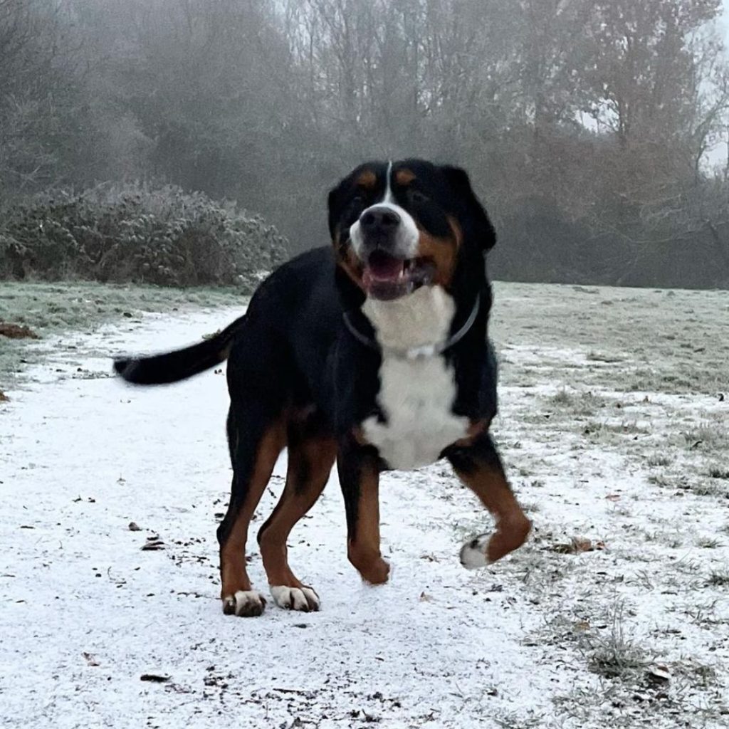 17 Best Outdoor Dog Breeds That Can Live Outside