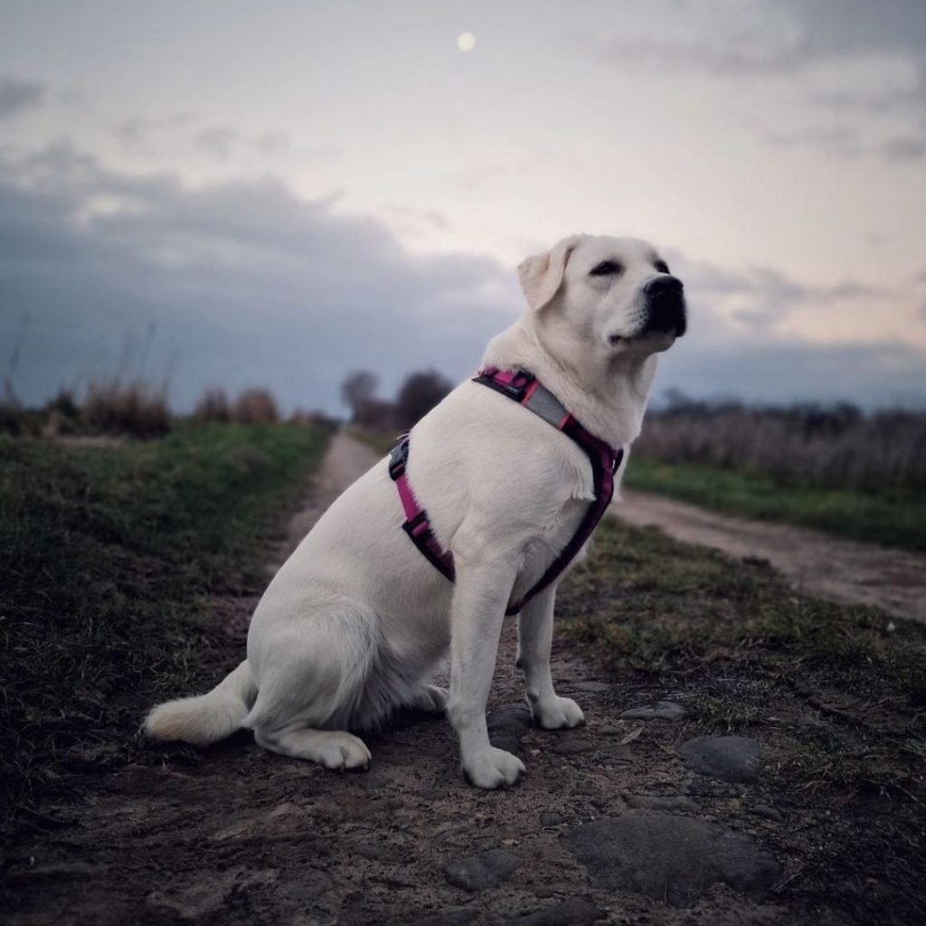 17 Best Outdoor Dog Breeds That Can Live Outside