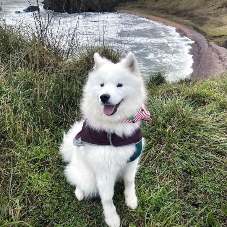 17 Best Outdoor Dog Breeds That Can Live Outside