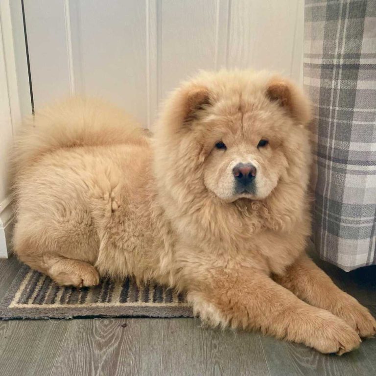 How Much Does a Chow Chow Cost? (2026 Average Price Guide)