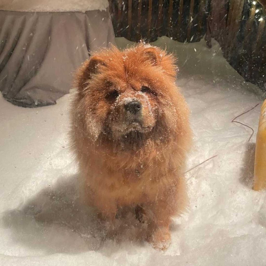 How Much Does a Chow Chow Cost? (2026 Average Price Guide)