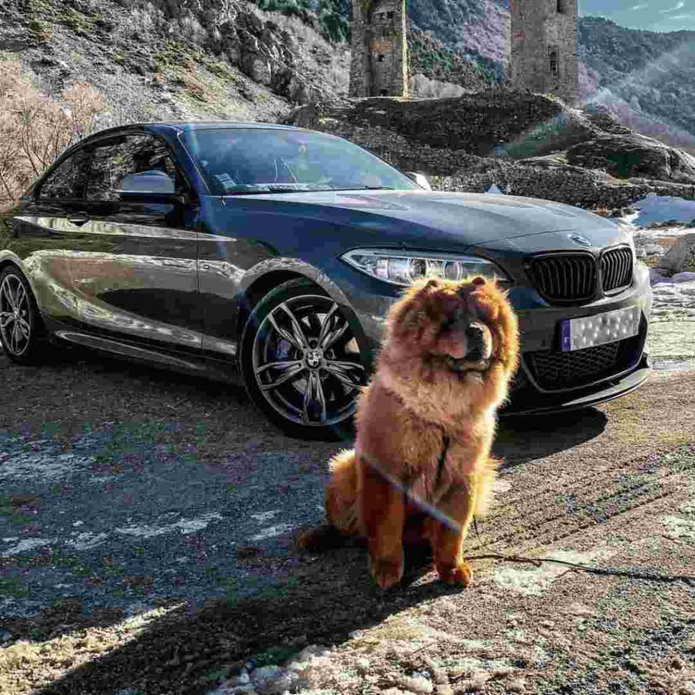 How Much Does a Chow Chow Cost? (2026 Average Price Guide)