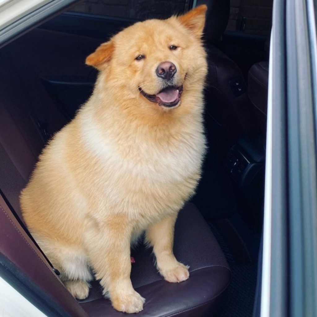 How Much Does a Chow Chow Cost? (2026 Average Price Guide)