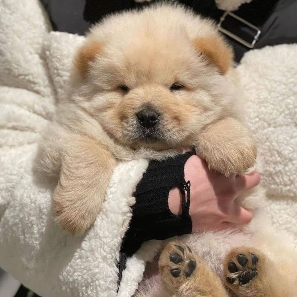 How Much Does a Chow Chow Cost? (2025 Average Price Guide)